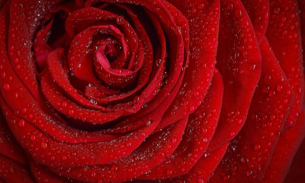 La rose : histoire, origine et symbolique de cette fleur